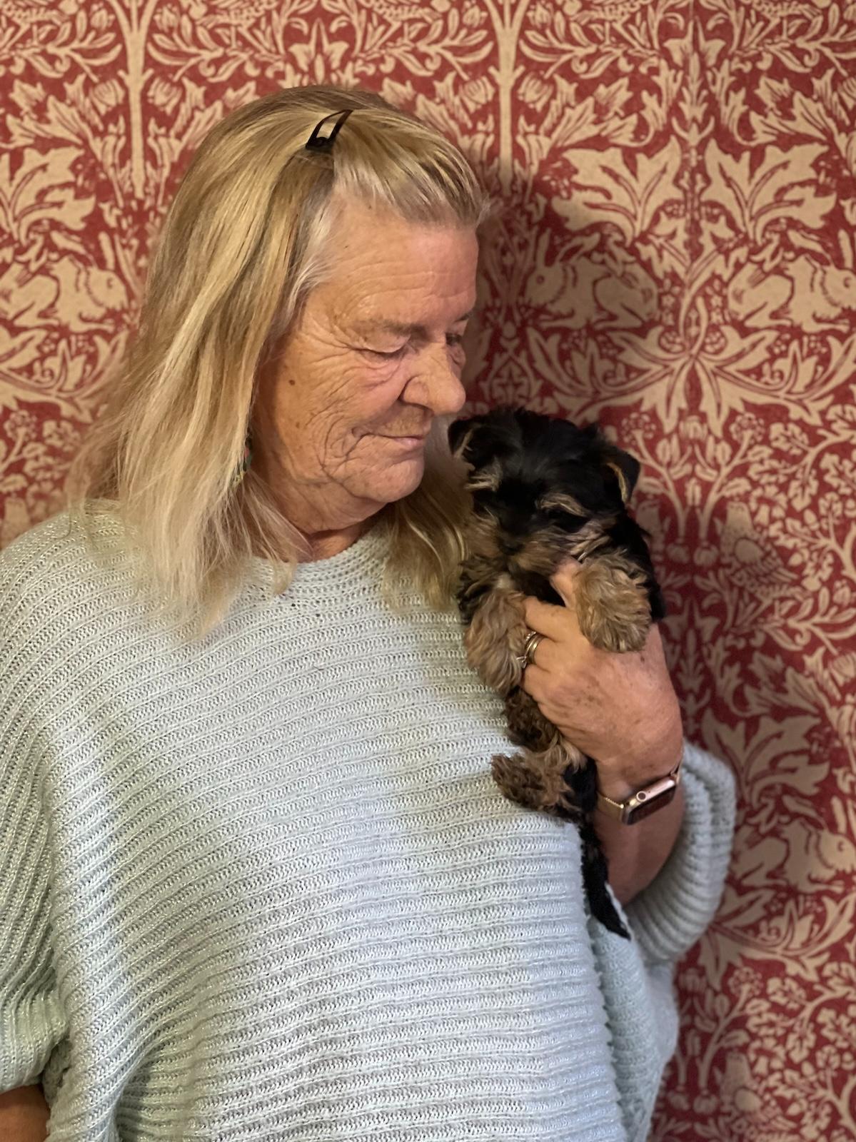 About Penny – Cyprus Yorkies